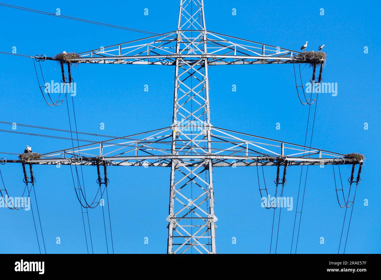 White stork (Ciconia ciconia), on power pole, overhead power line ...