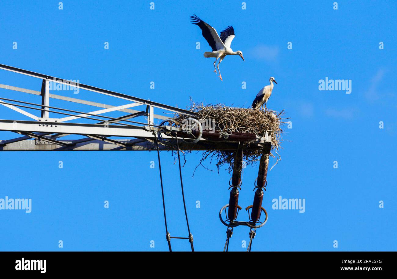 White stork (Ciconia ciconia), on power pole, overhead power line ...