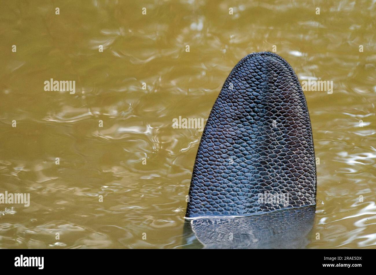 Beaver tail close up hi-res stock photography and images - Alamy