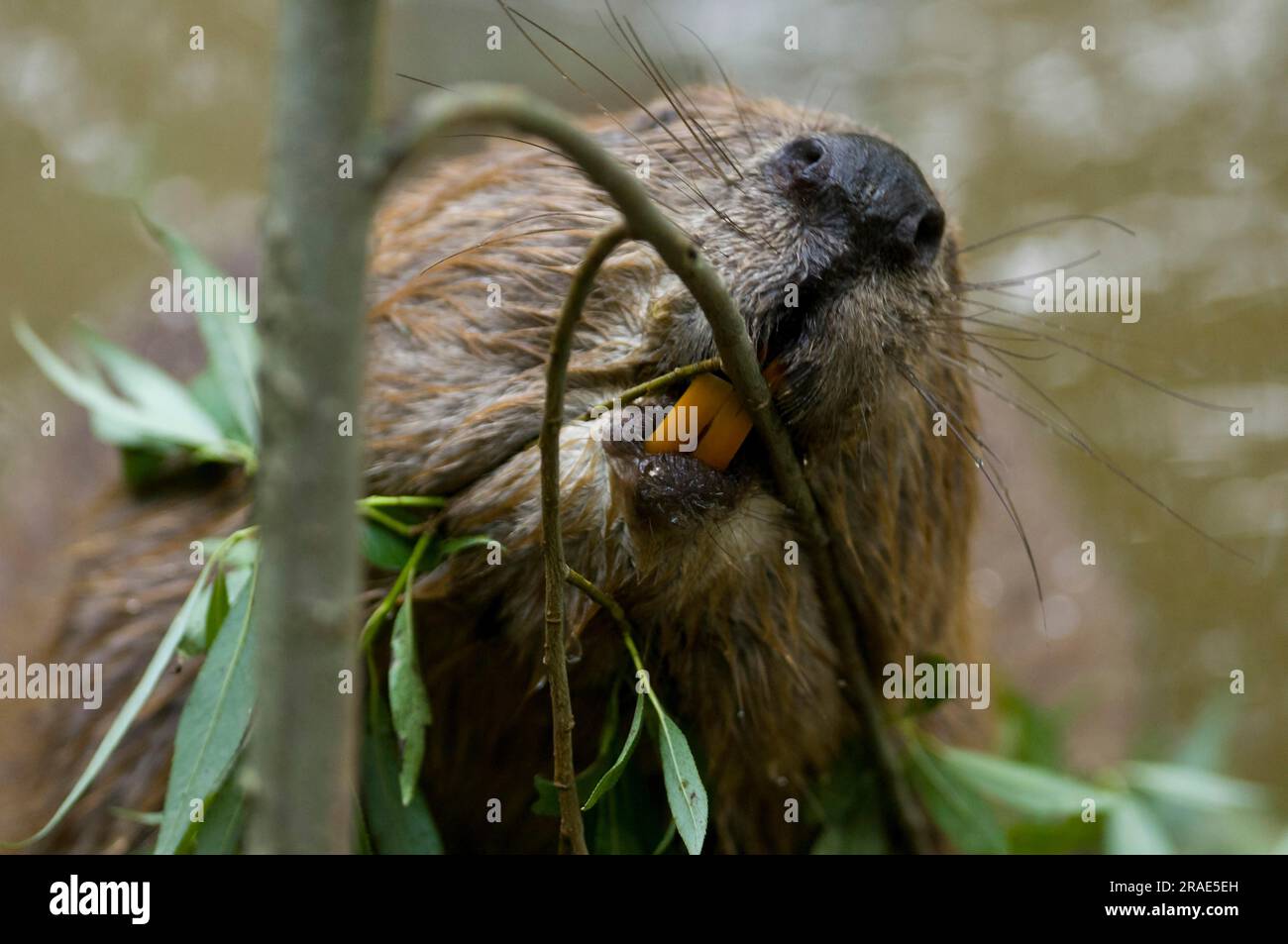 European beaver (Castor fiber), nail teeth, Rosenheim, Bavaria, Germany ...