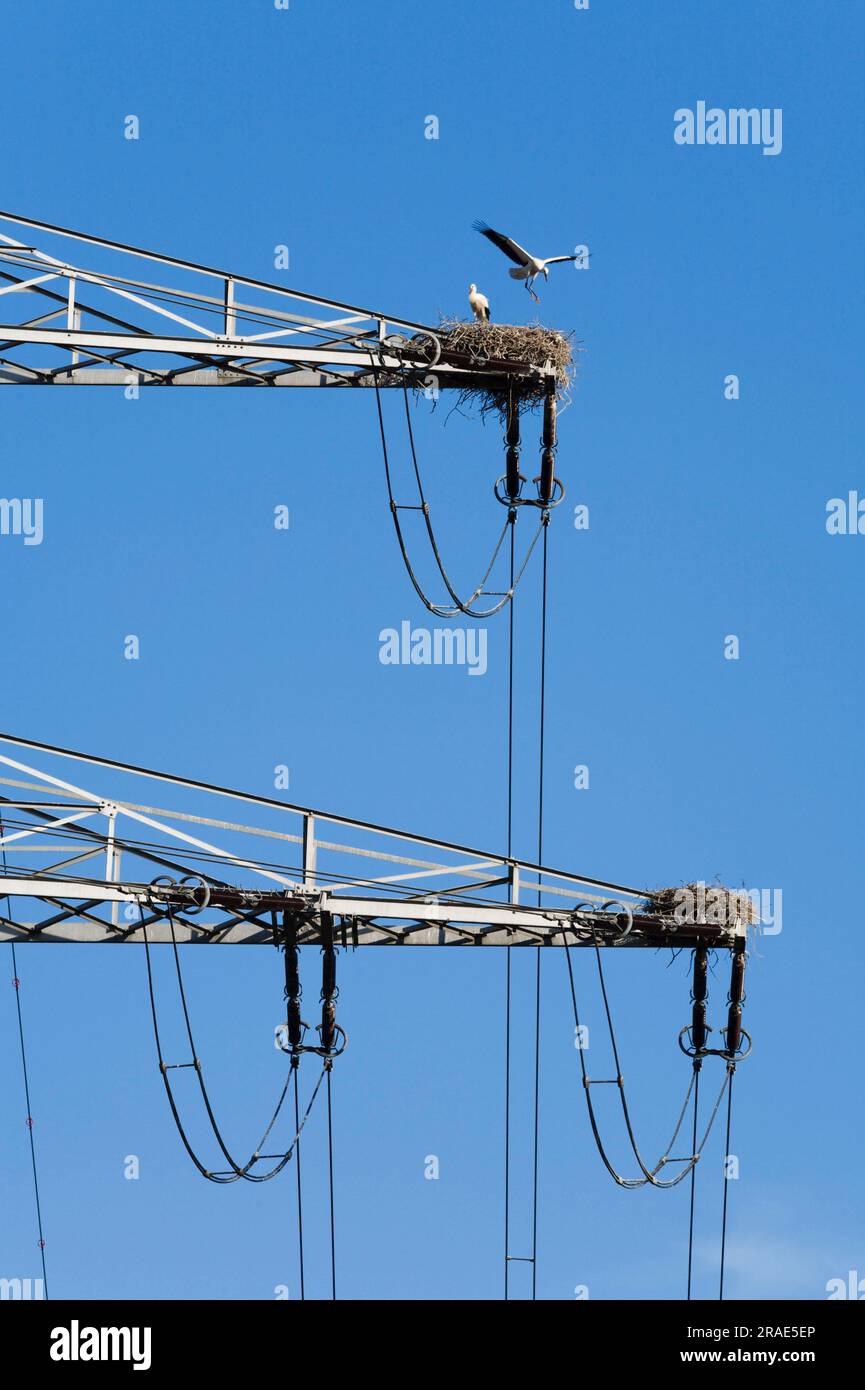 White stork (Ciconia ciconia), on power pole, overhead power line ...