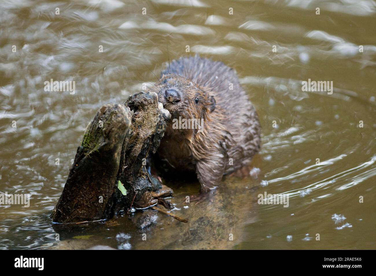 Castor fiber baby hi-res stock photography and images - Alamy