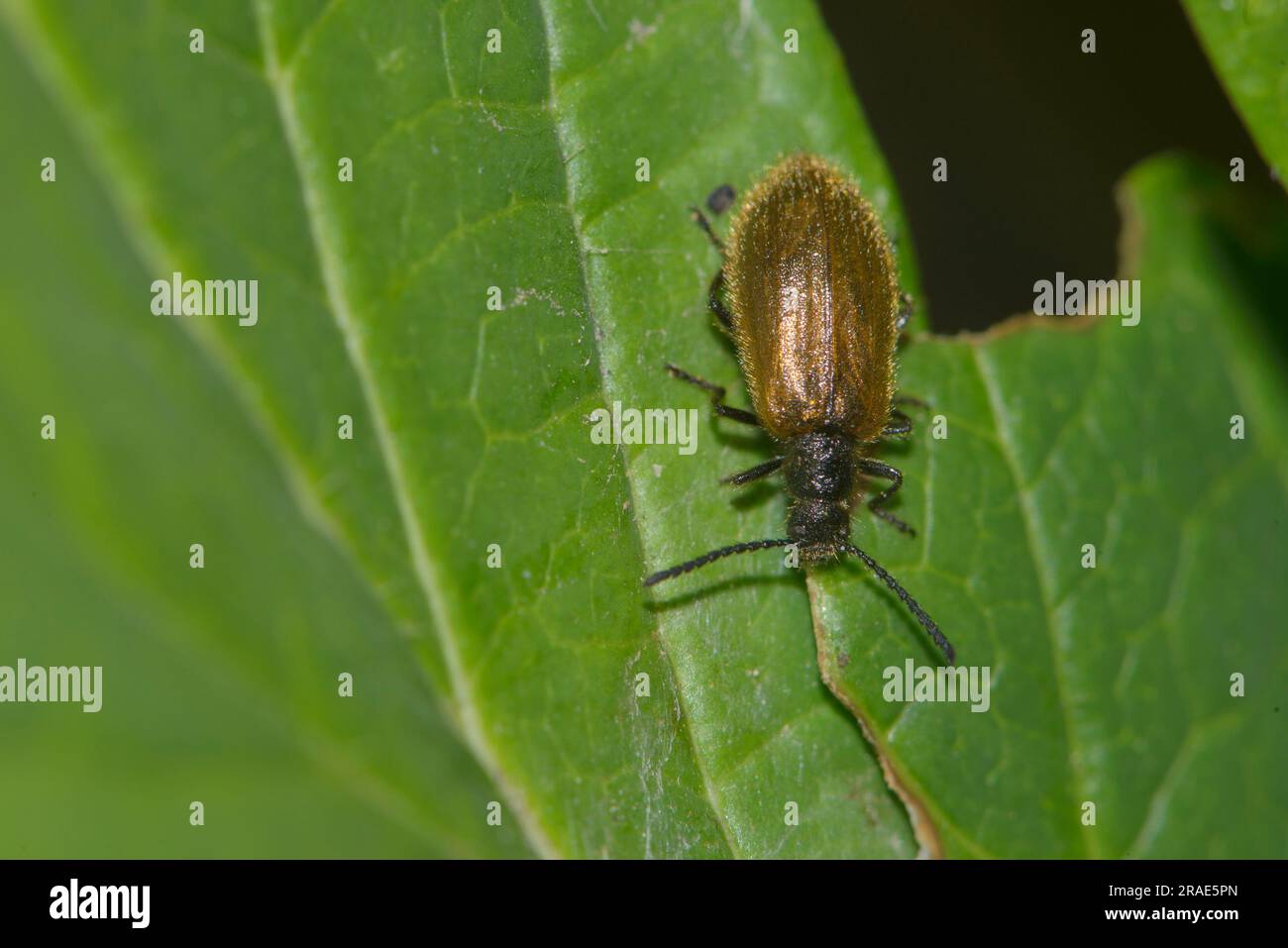 Hairy beetle hi-res stock photography and images - Alamy