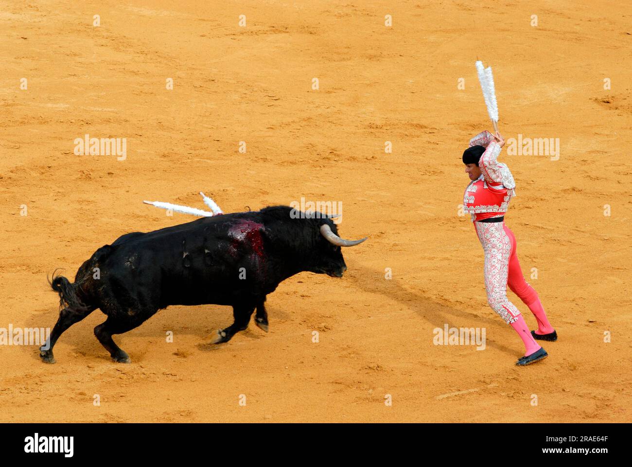 Bullring, fighting bull, matador, bullfighter Stock Photo - Alamy