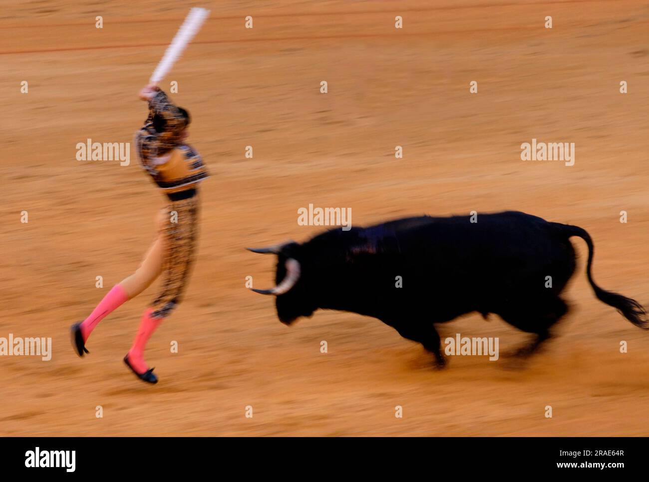 Bullring, fighting bull, matador, bullfighter Stock Photo - Alamy