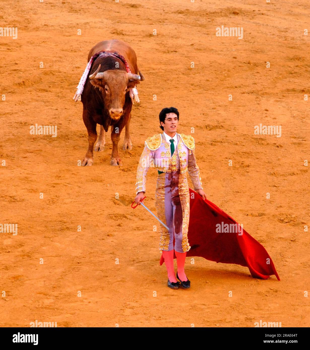 Black haired bull hi-res stock photography and images - Alamy