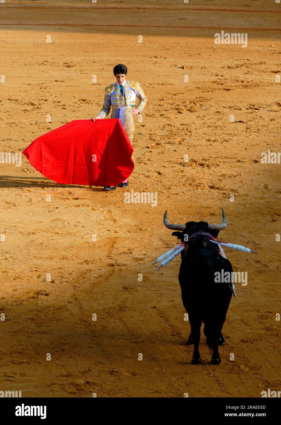 Bull man fighting hi-res stock photography and images - Alamy
