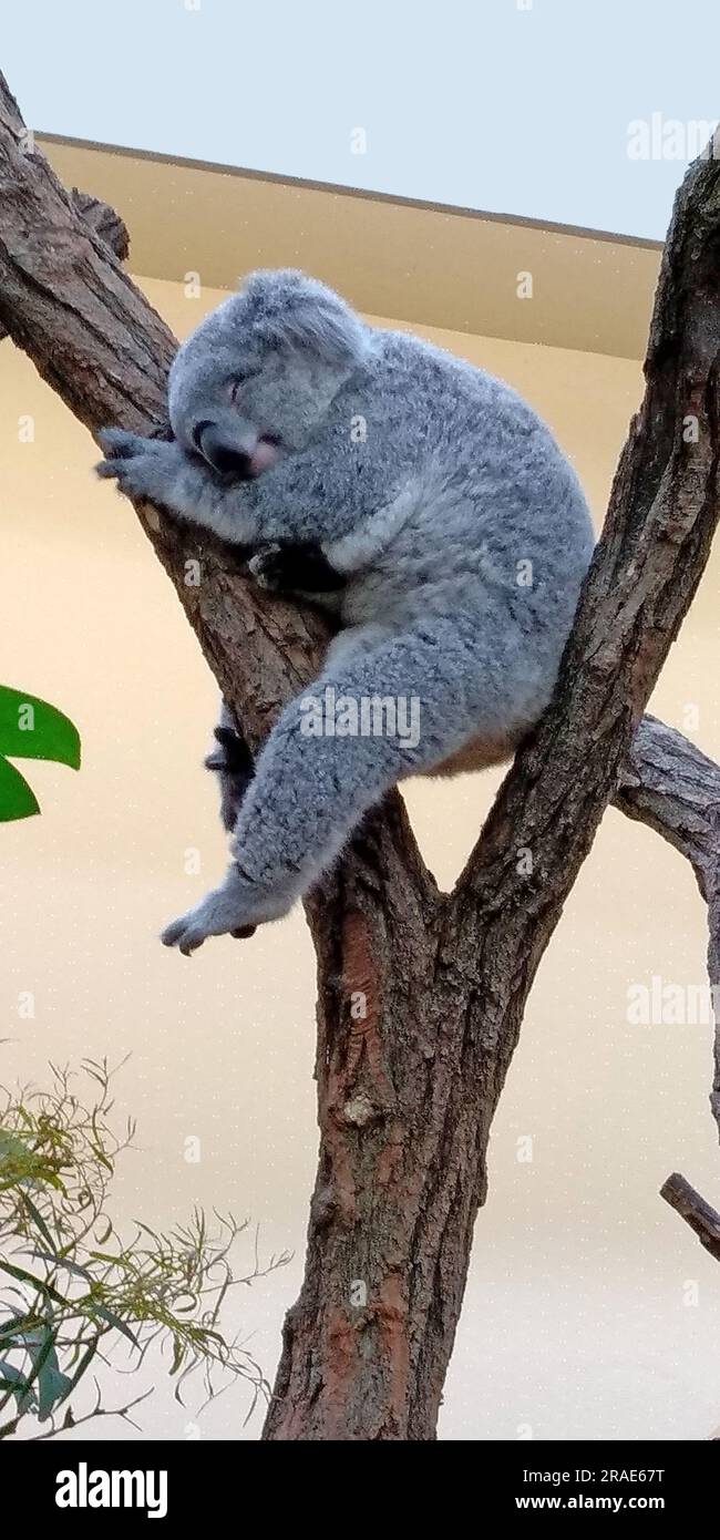 Marsupial biology hi-res stock photography and images - Alamy