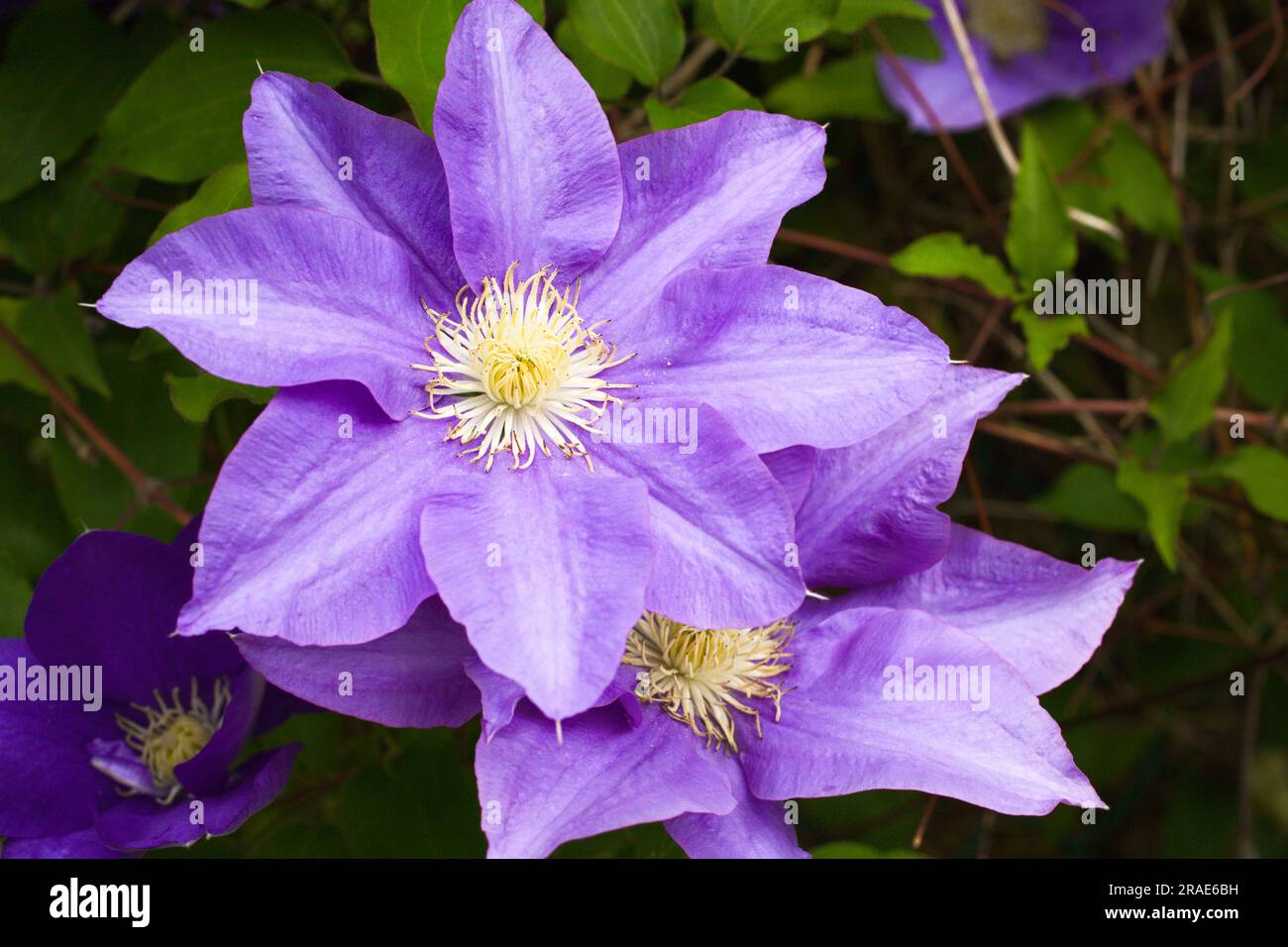 Wildflower spring hi-res stock photography and images - Alamy