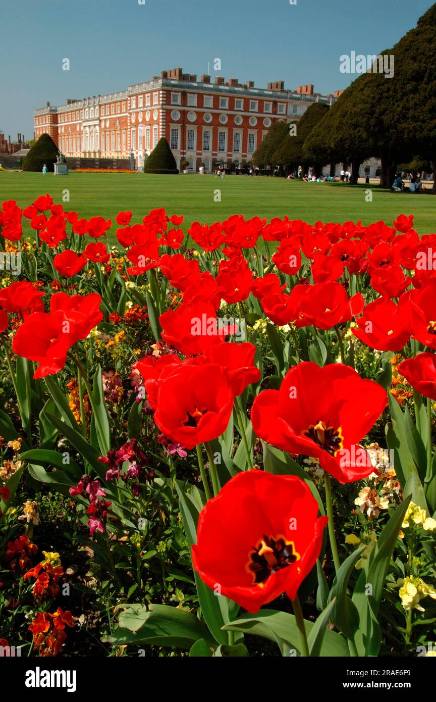 Tulips, Hampton Court Palace with Park, London, England, Great Britain ...