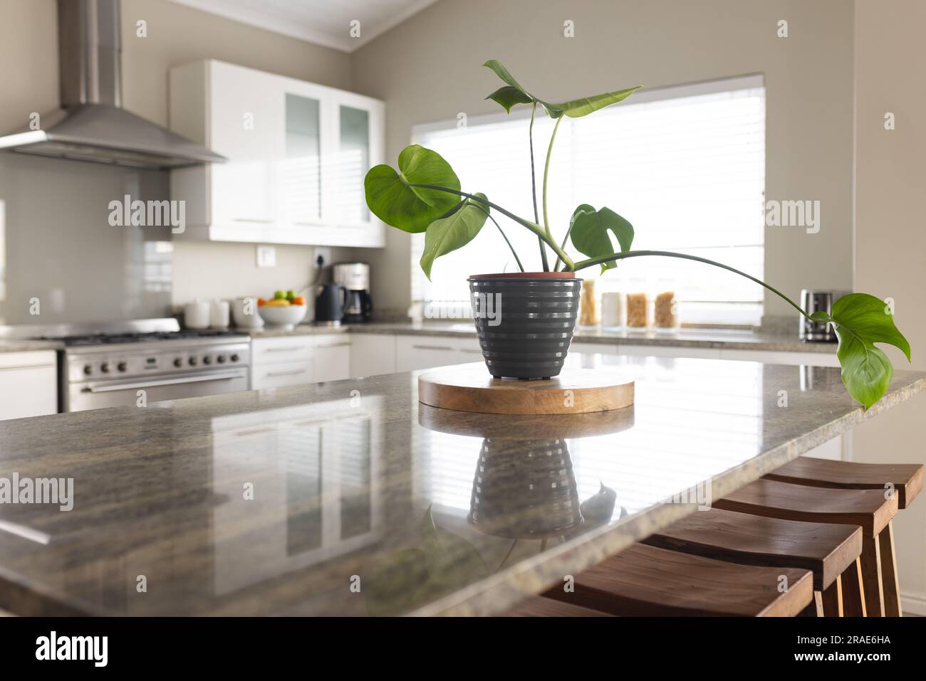 Close up of green plant in pot on countertop in kitchen Stock Photo - Alamy
