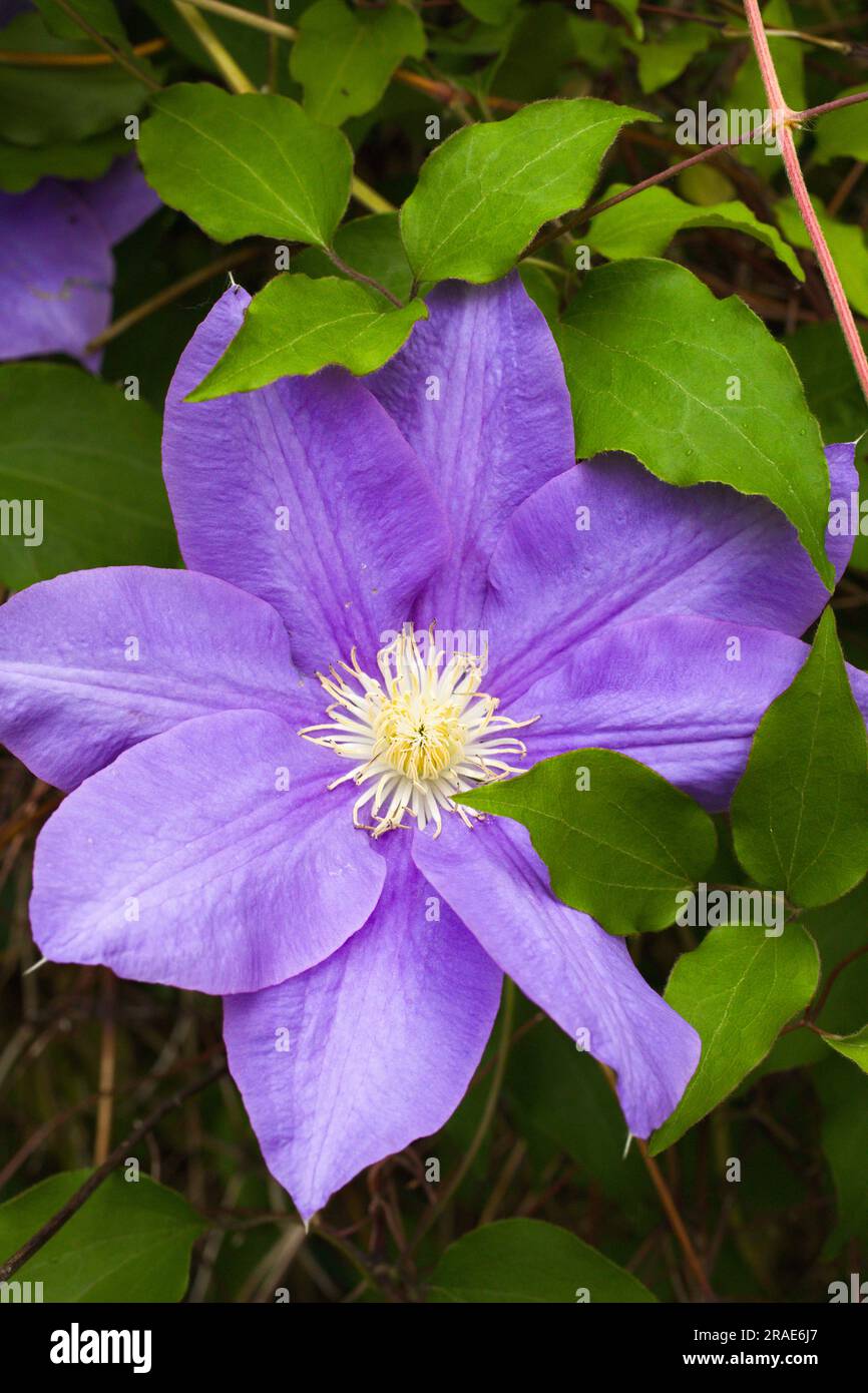 Wildflower spring hi-res stock photography and images - Alamy
