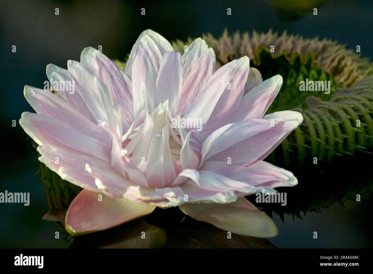 Santa Cruz water lily (Victoria cruziana), giant water lily Stock Photo - Alamy