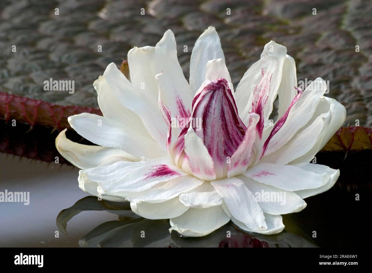 Giant water lily (Victoria amazonica), Amazon water lily, giant water ...