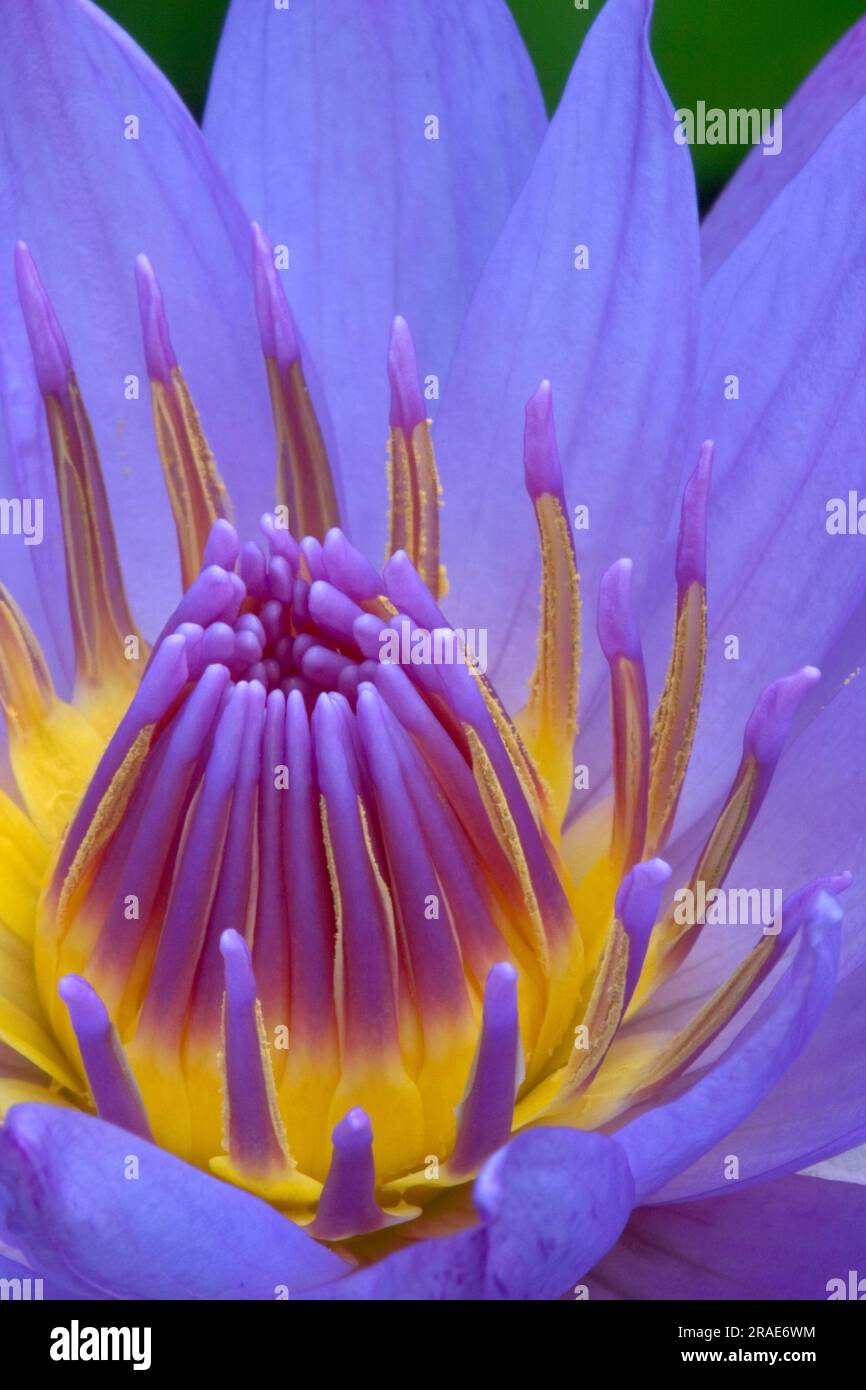 Blue water lily (Nymphaea stellata Stock Photo - Alamy