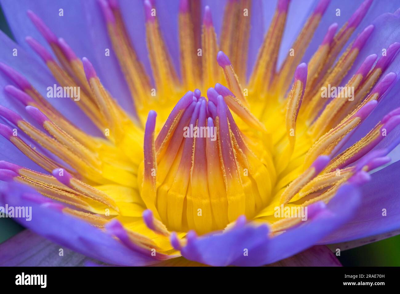 Blue water lily (Nymphaea stellata Stock Photo - Alamy