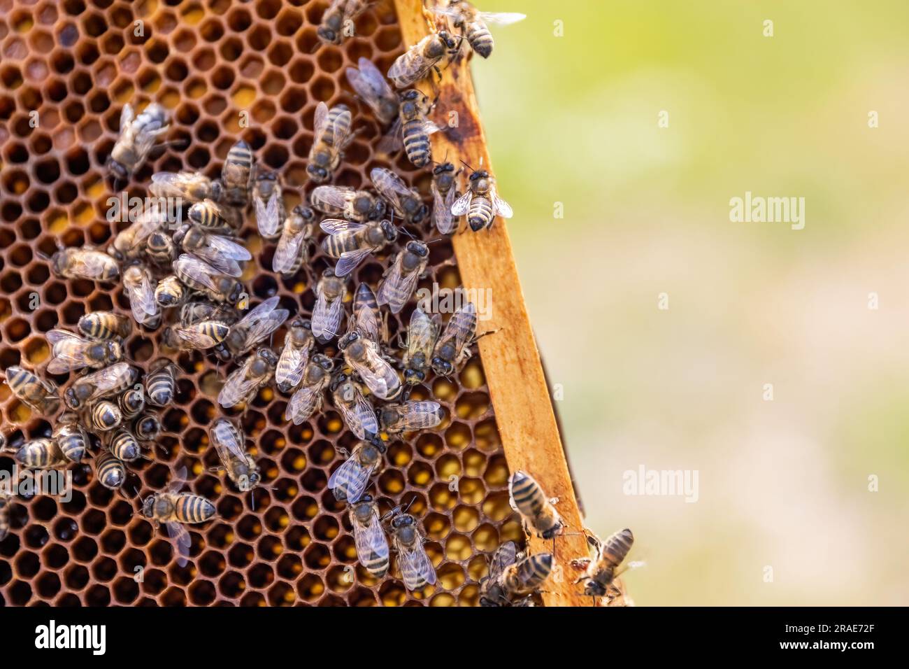A beehive man-made structure to house a honey bee nest in Greek fields ...