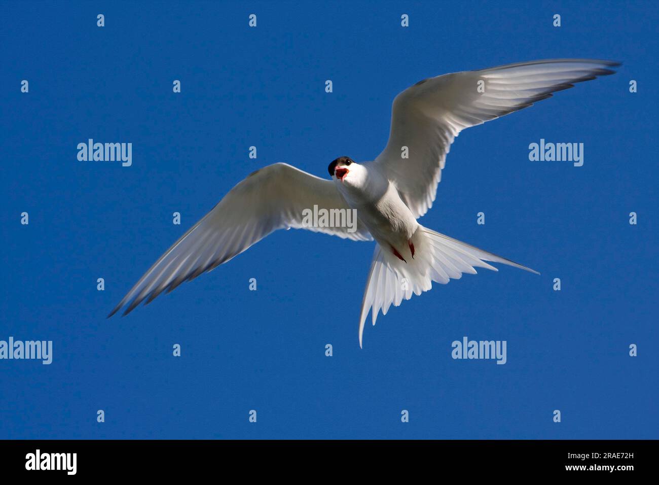 Arctic tern (Sterna paradisaea), Common tern, terns, eligible, Norway ...