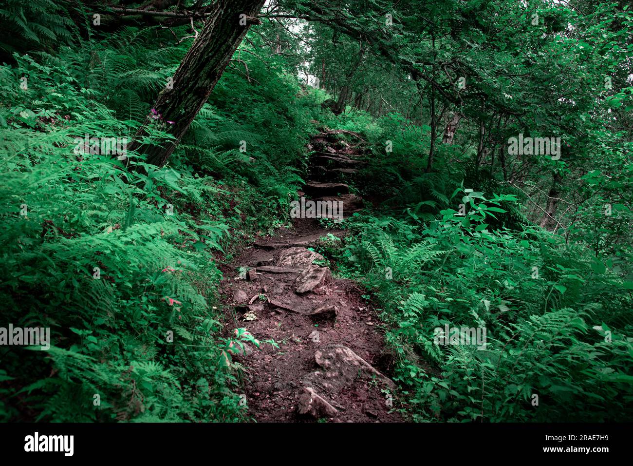 Forest Path, stone steps in the green woods. High quality photo Stock ...