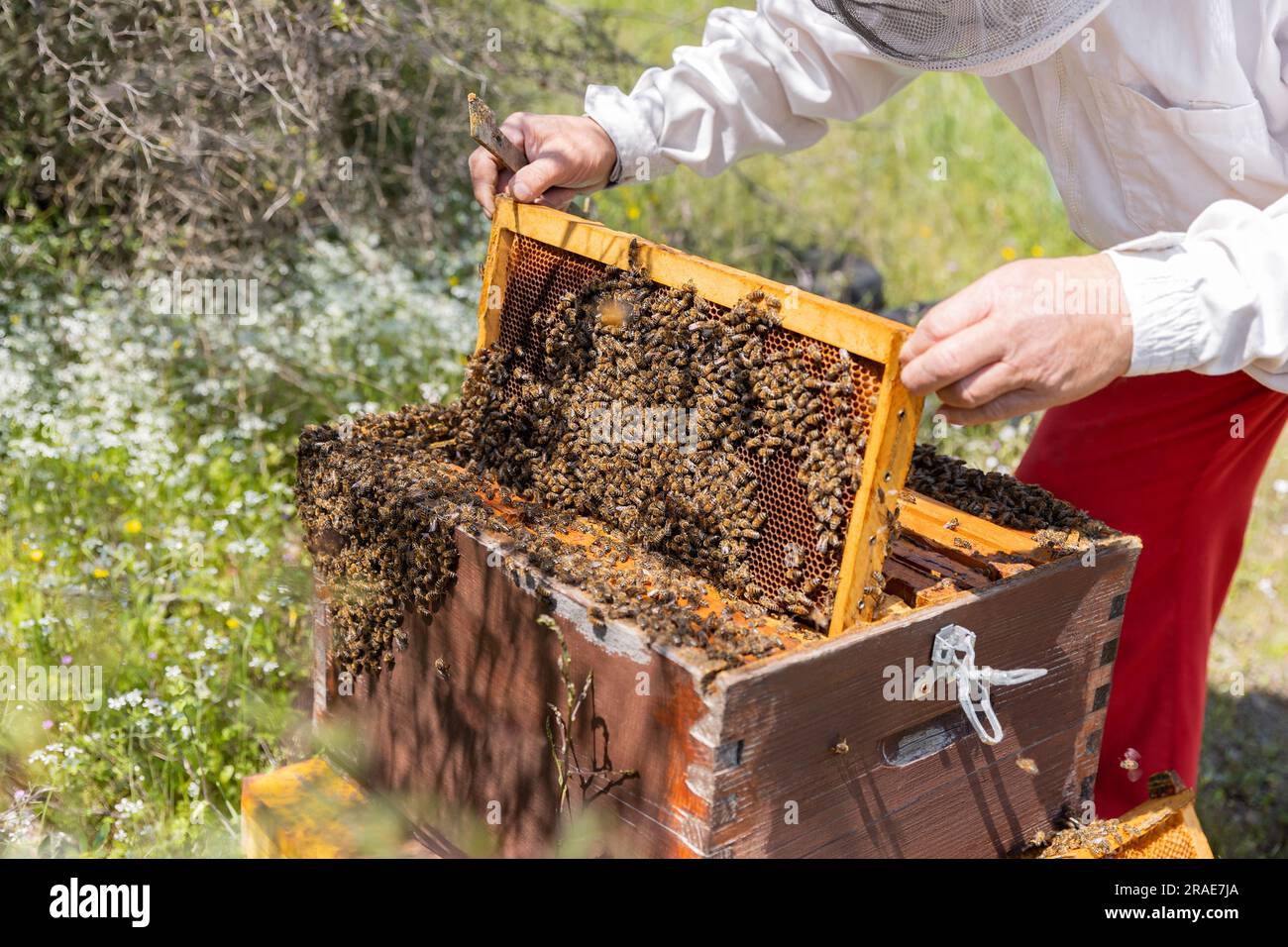 A beehive man-made structure to house a honey bee nest in Greek fields ...