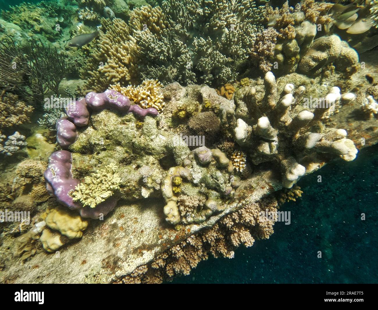 Japanese shipwreck, gunboat, Coron island, Philippines, Asia Stock ...