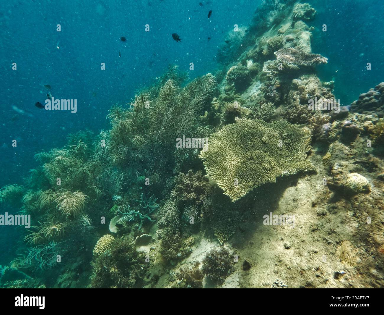 Japanese shipwreck, gunboat, Coron island, Philippines, Asia Stock ...