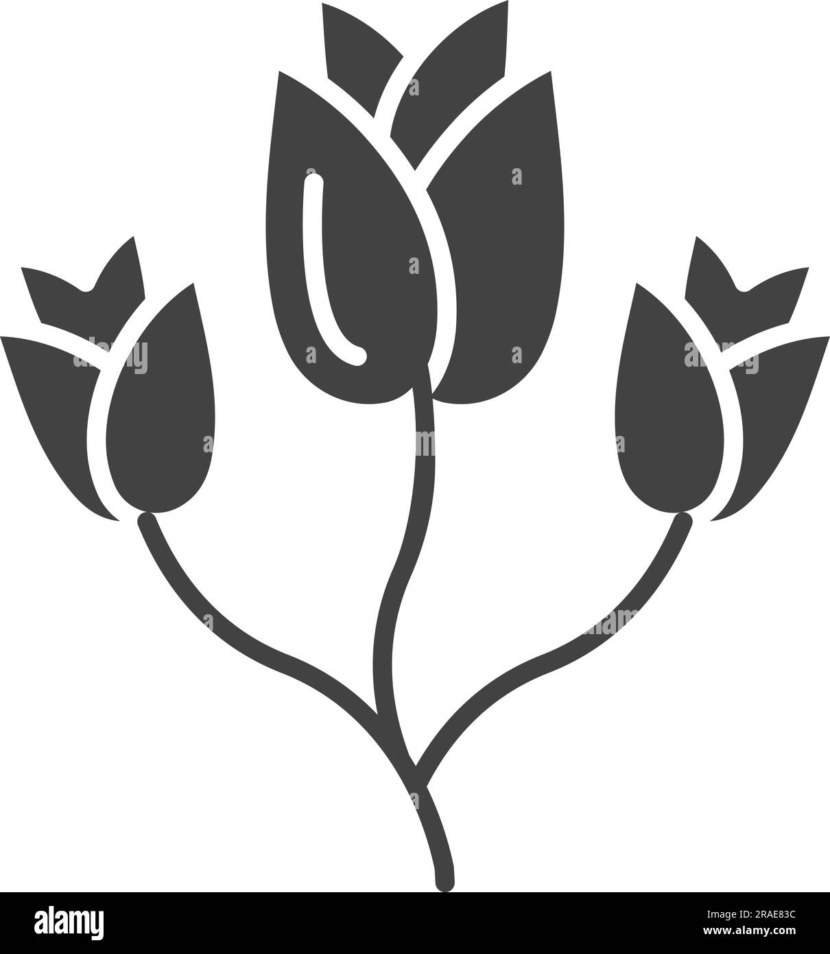 Leaf of tulip tree Black and White Stock Photos & Images - Alamy