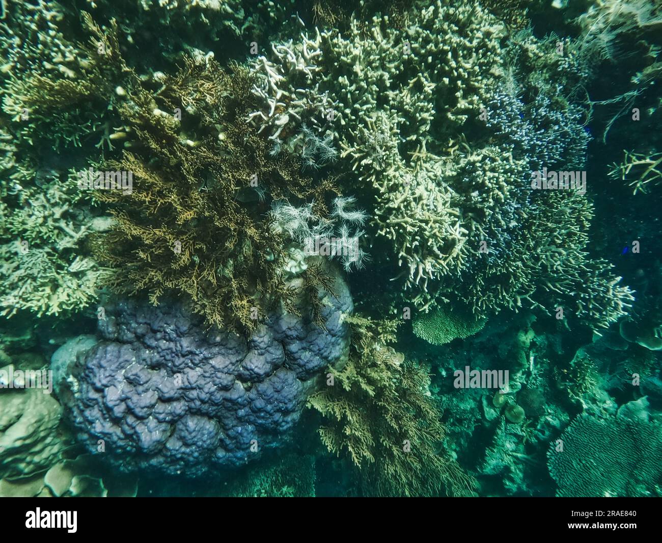 Japanese shipwreck, gunboat, Coron island, Philippines, Asia Stock ...