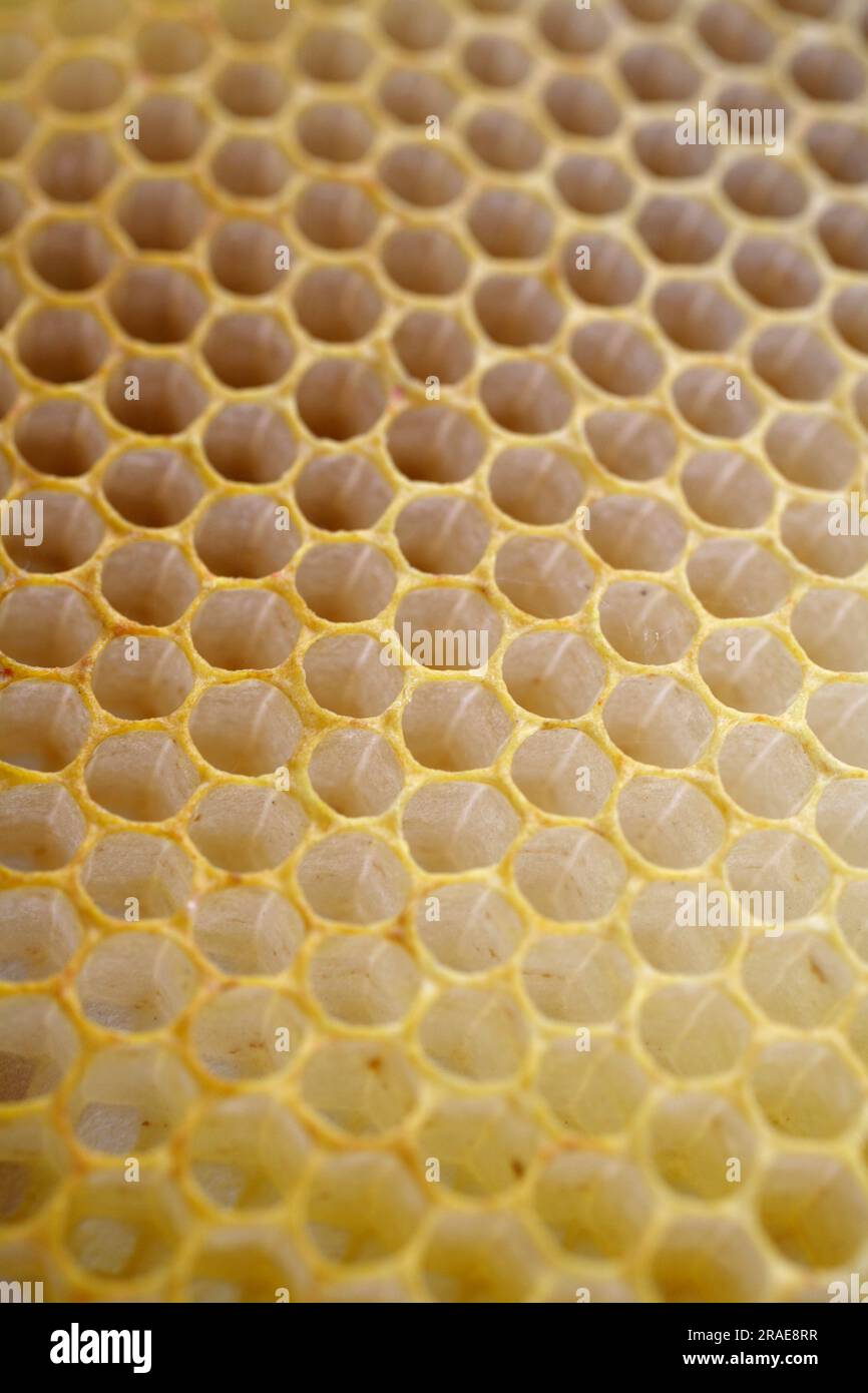 Close up detail of a beeswax honey comb Stock Photo - Alamy