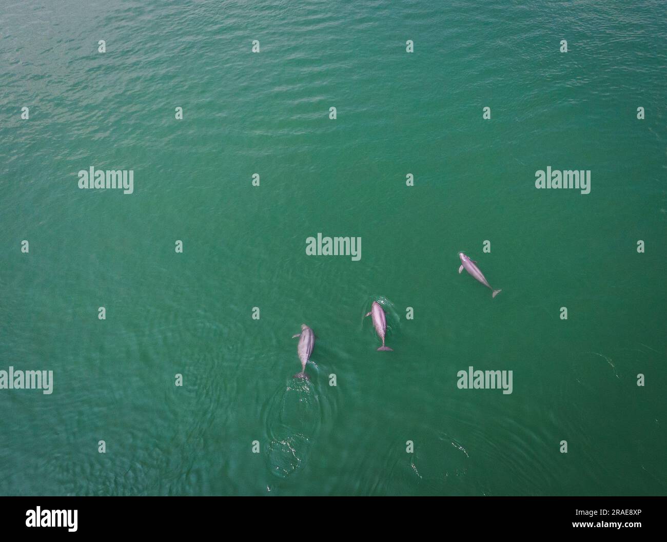 Yangtze river aerial fishing hi-res stock photography and images - Alamy