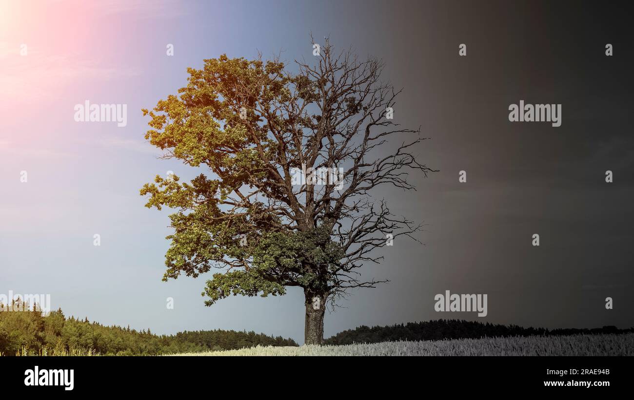 Growing tree in the field and climate change on Earth. Nature ...