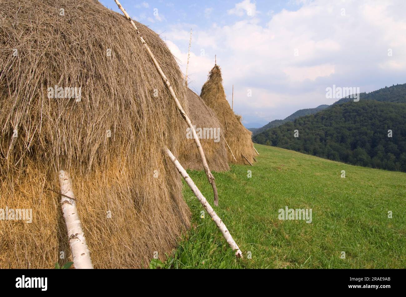 Haystack, Wallachia, Carpathians, Romania, Haystack Stock Photo - Alamy
