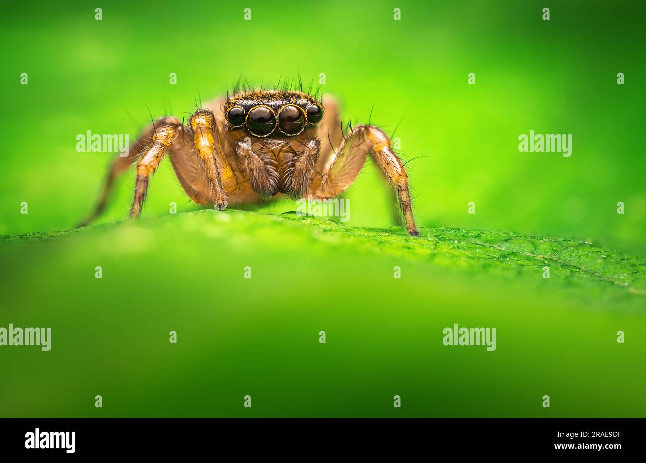 Jumping spider macro closeup on a green leaf Stock Photo - Alamy