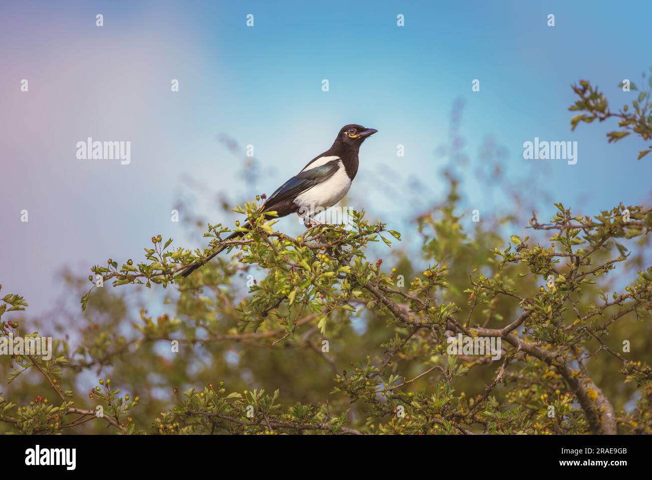 Bird magpie european hi-res stock photography and images - Alamy