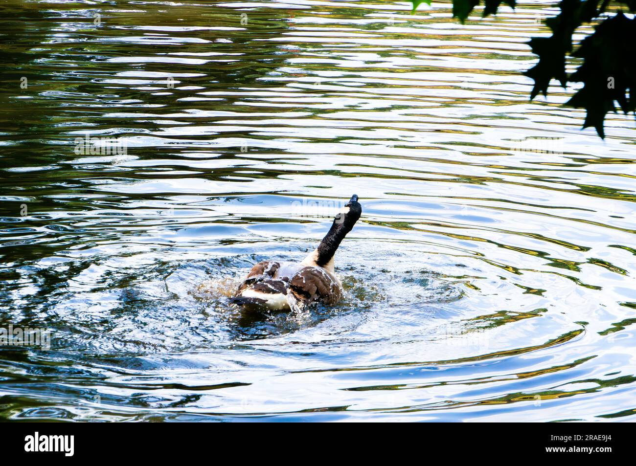 Ducks and birds in Lake on warm day in Kent, UK Stock Photo - Alamy
