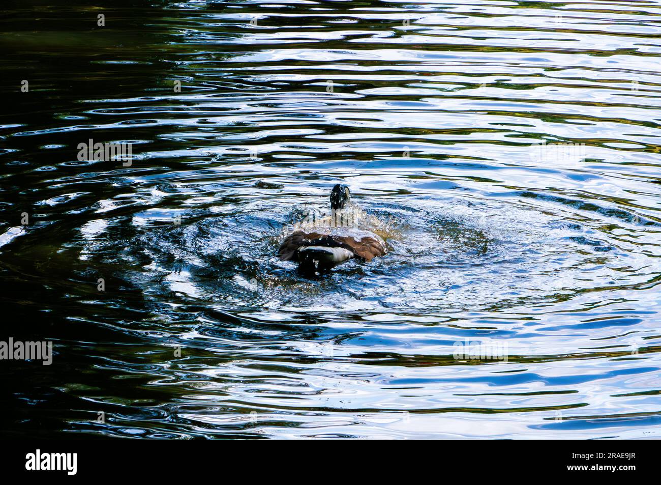 Ducks and birds in Lake on warm day in Kent, UK Stock Photo - Alamy