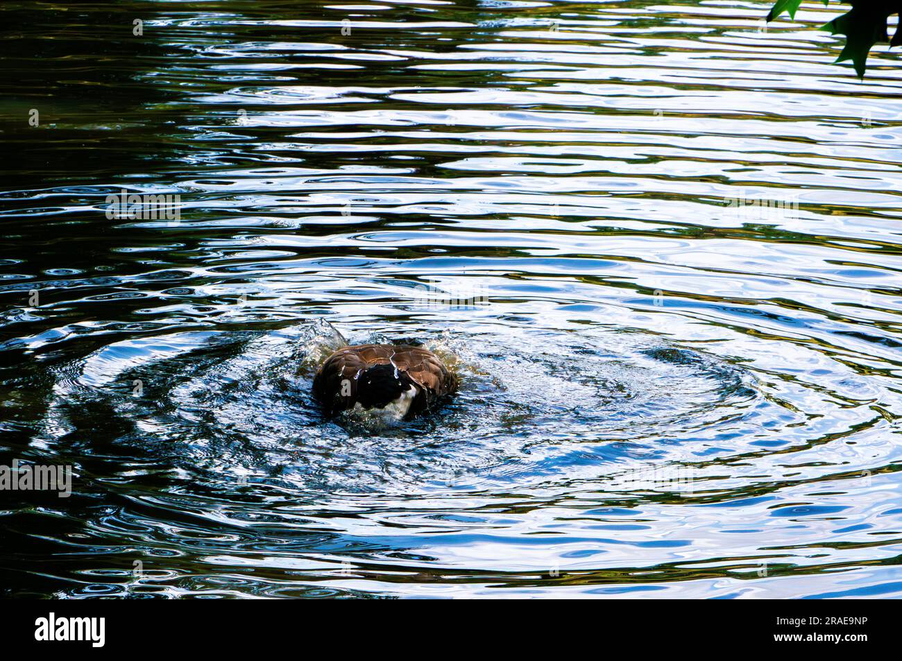 Ducks and birds in Lake on warm day in Kent, UK Stock Photo - Alamy