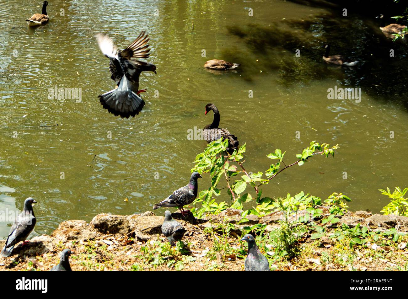 Ducks and birds in Lake on warm day in Kent, UK Stock Photo - Alamy