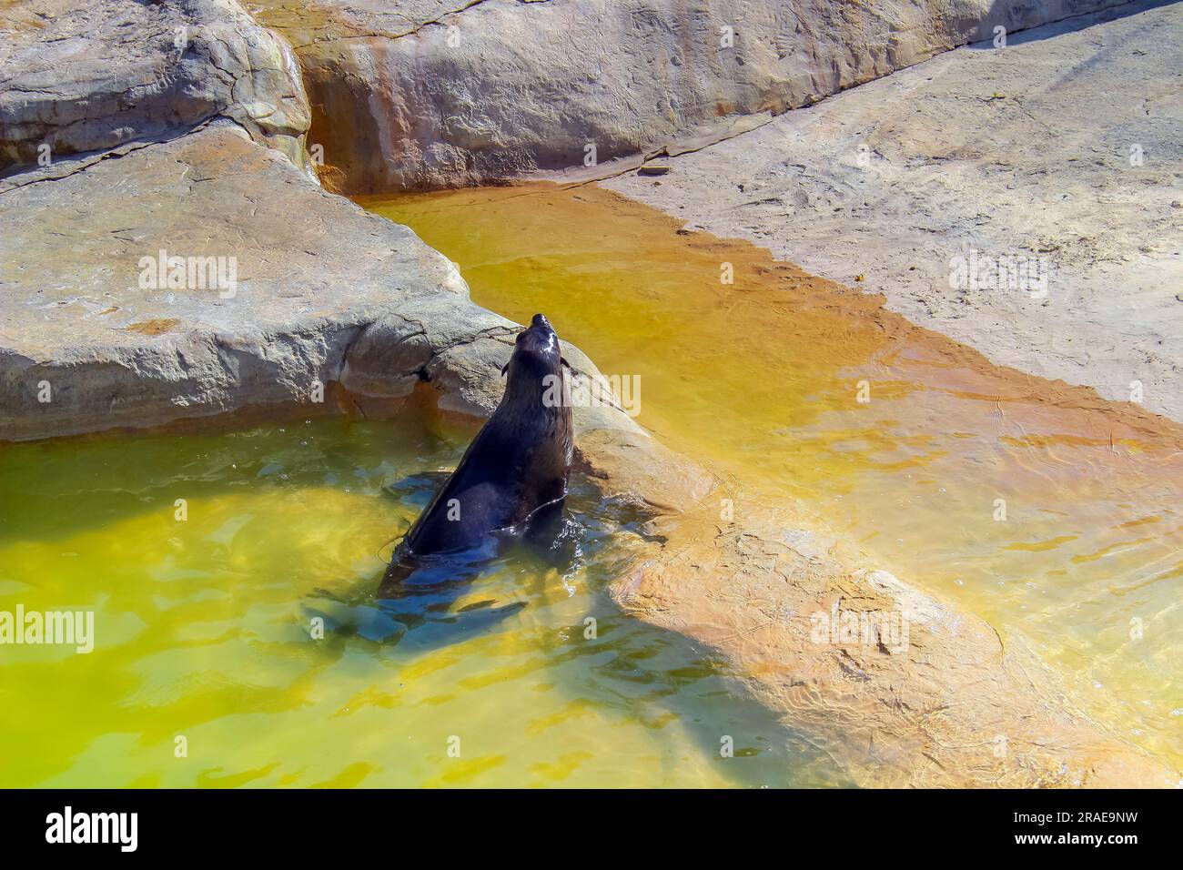 New Zealand Fur Seal, Playful Encounters in a Pool Stock Photo - Alamy