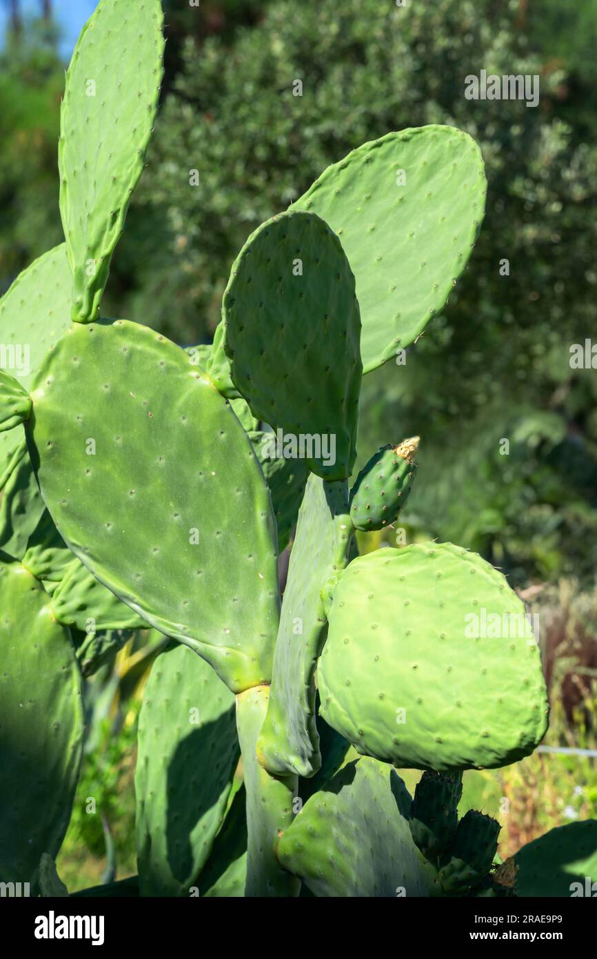 Tropical green cactus in Calabria. Close up cacti plant Stock Photo - Alamy