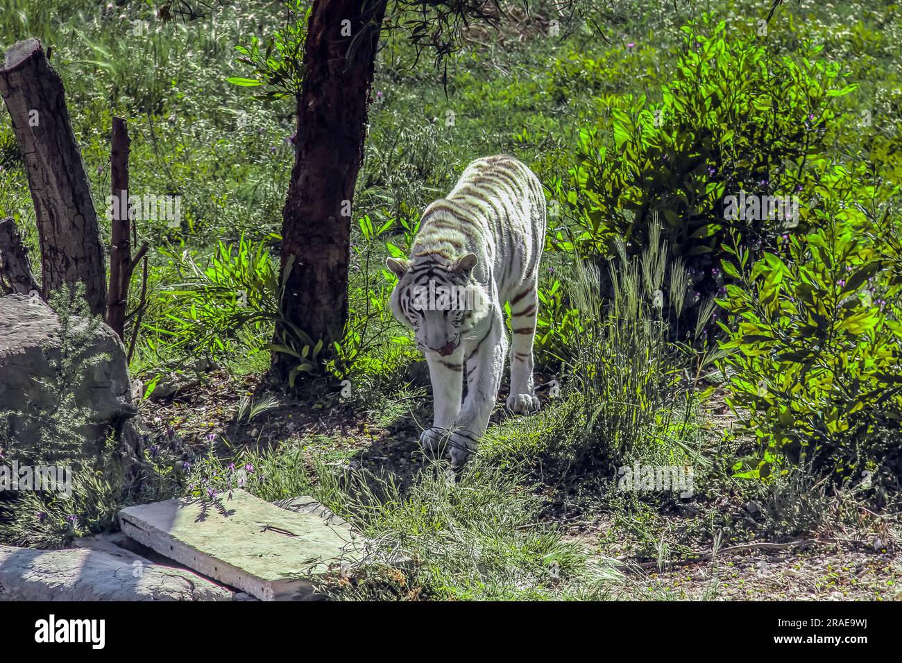 Tiger sightings hi-res stock photography and images - Alamy