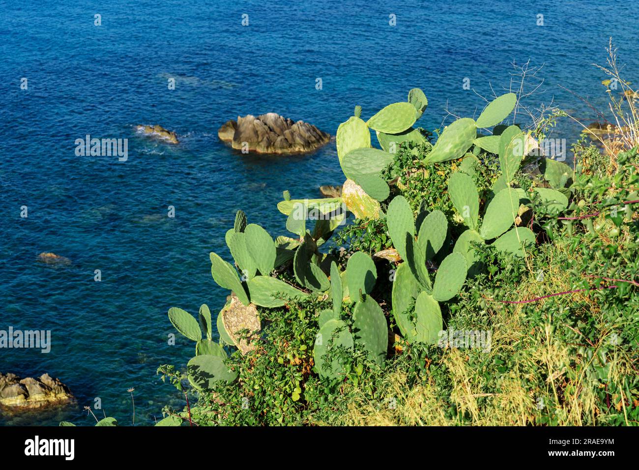 Tropical green cactus in Calabria. Cacti plant Stock Photo - Alamy