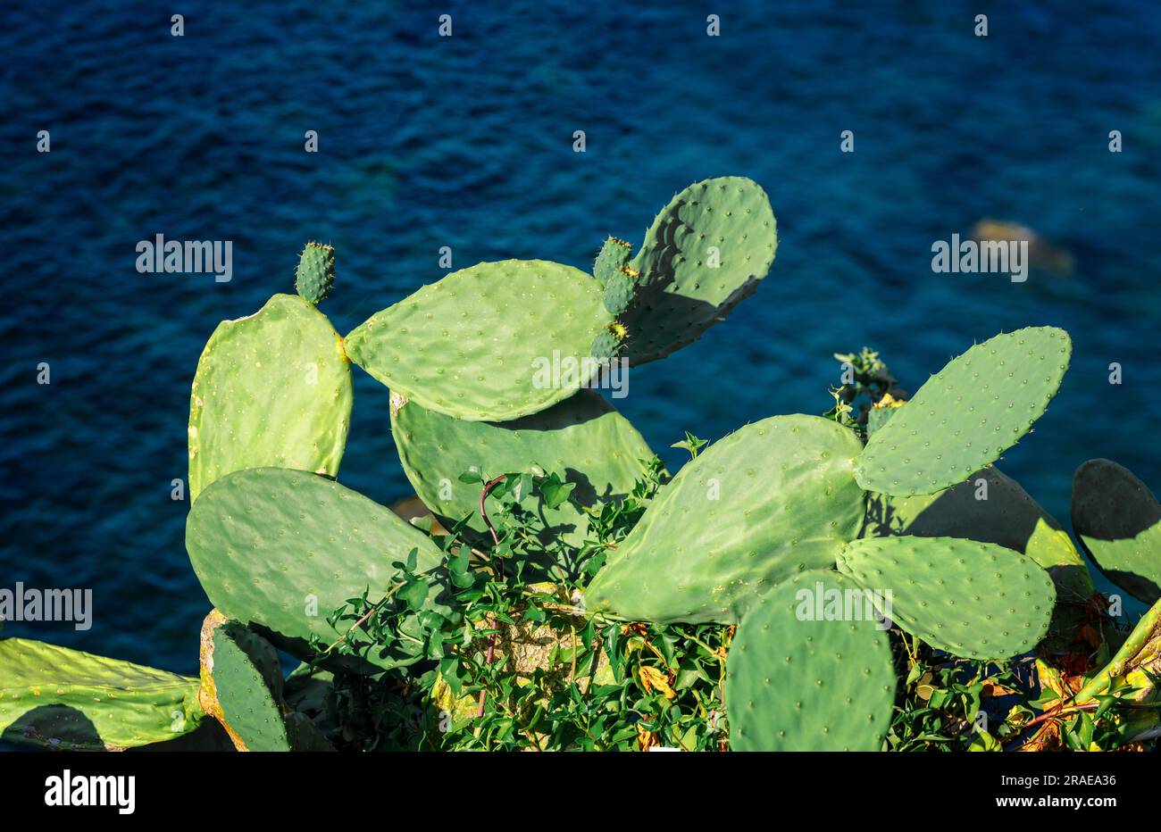 Tropical green cactus in Calabria. Cacti plant Stock Photo - Alamy