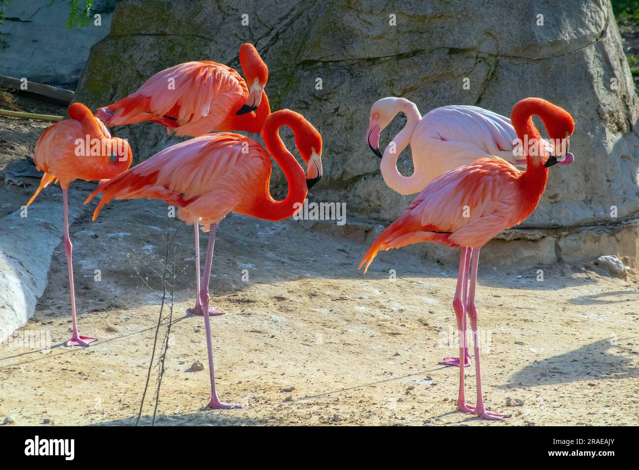 Coastal habitat harmony hi-res stock photography and images - Alamy