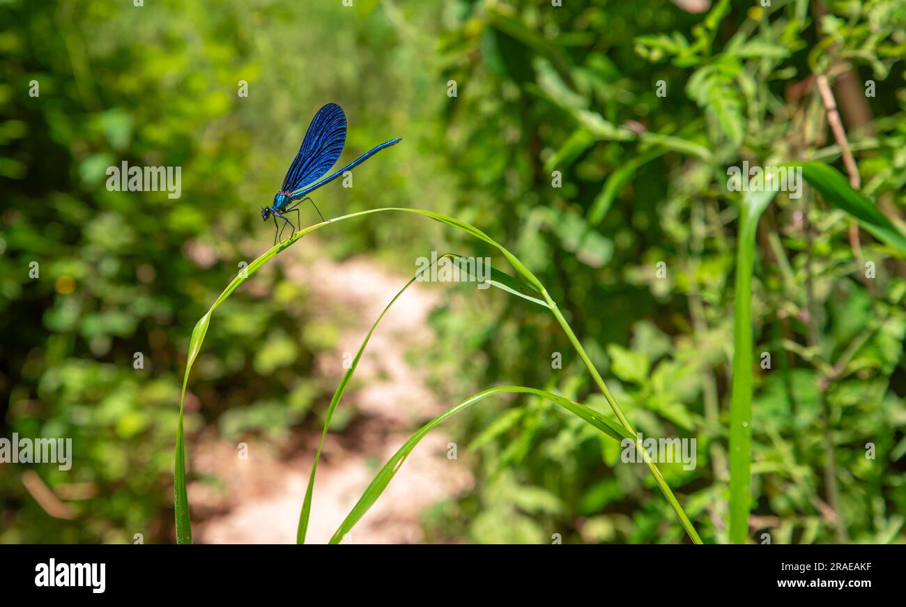 Calopteryx virgo, or Beautiful Demoiselle, captivating species of ...