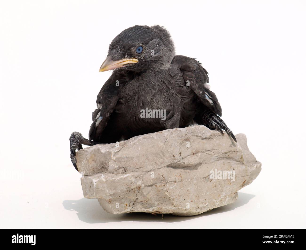 Young Western jackdaw (Corvus monedula) (Coloeus monedula Stock Photo ...