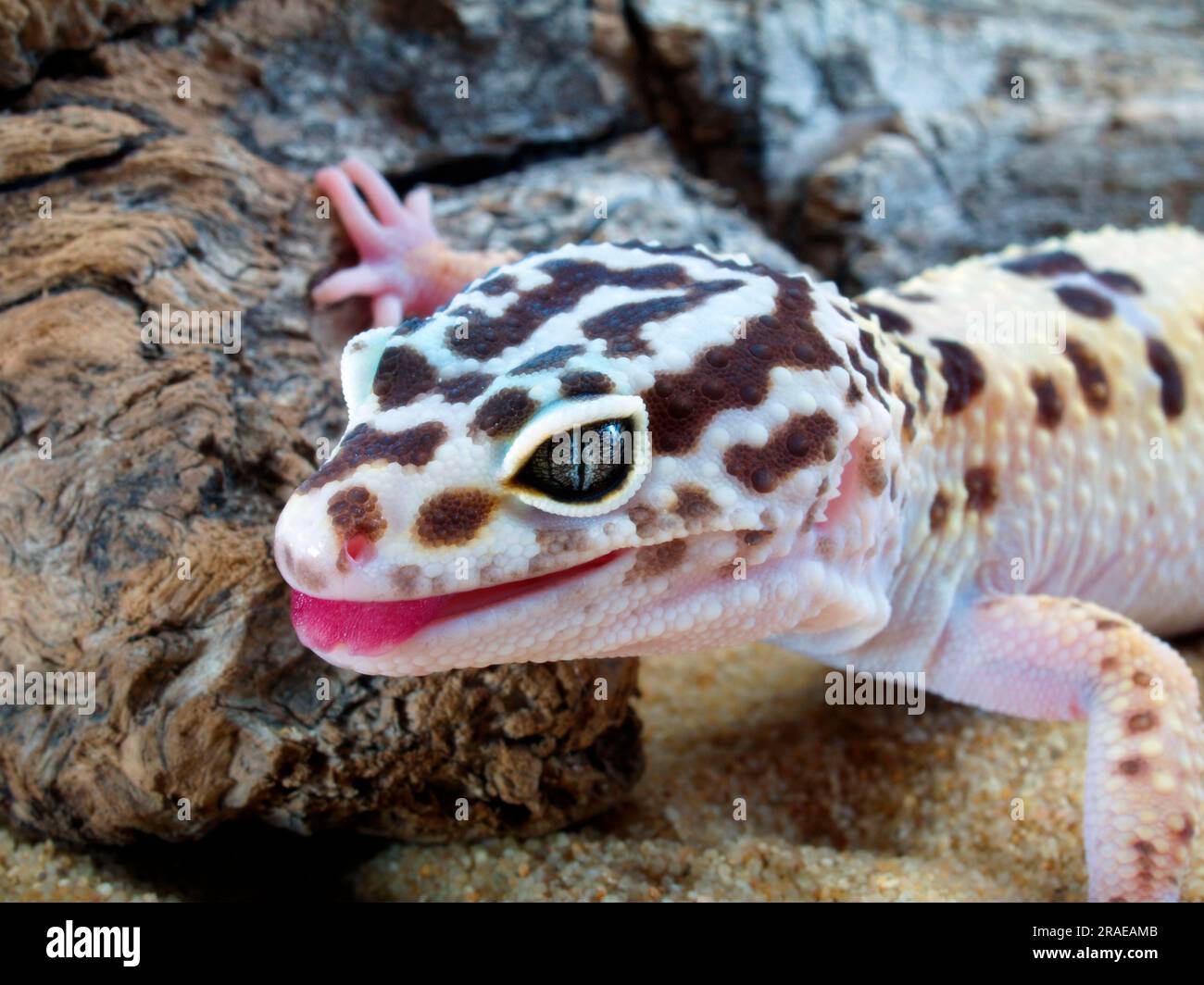 Leopard Gecko (Eublepharis macularis Stock Photo - Alamy