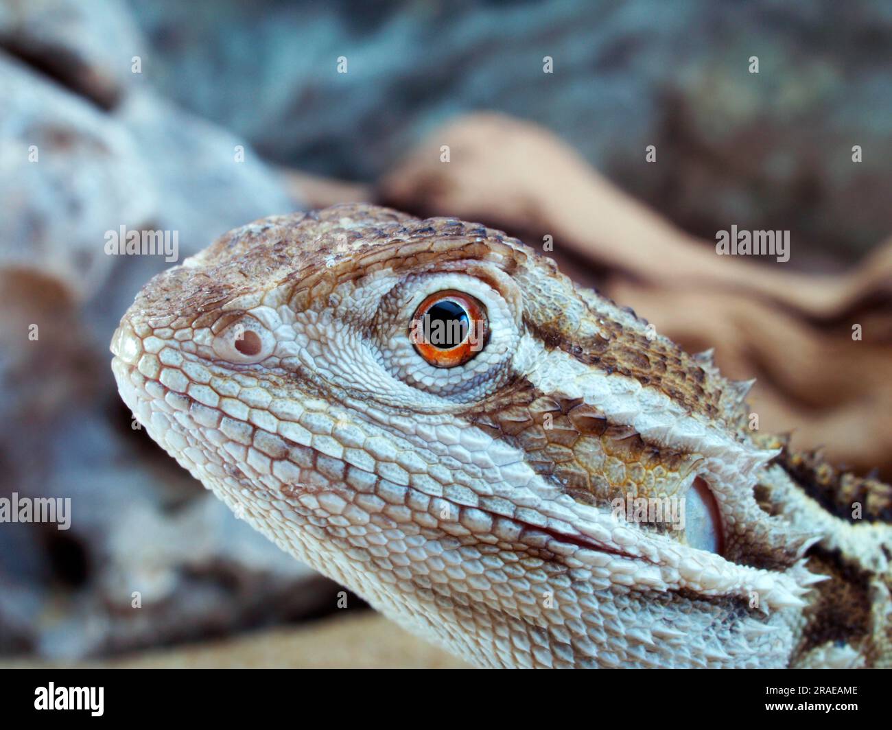 Bearded dragon (Pogona henrylawsoni Stock Photo - Alamy