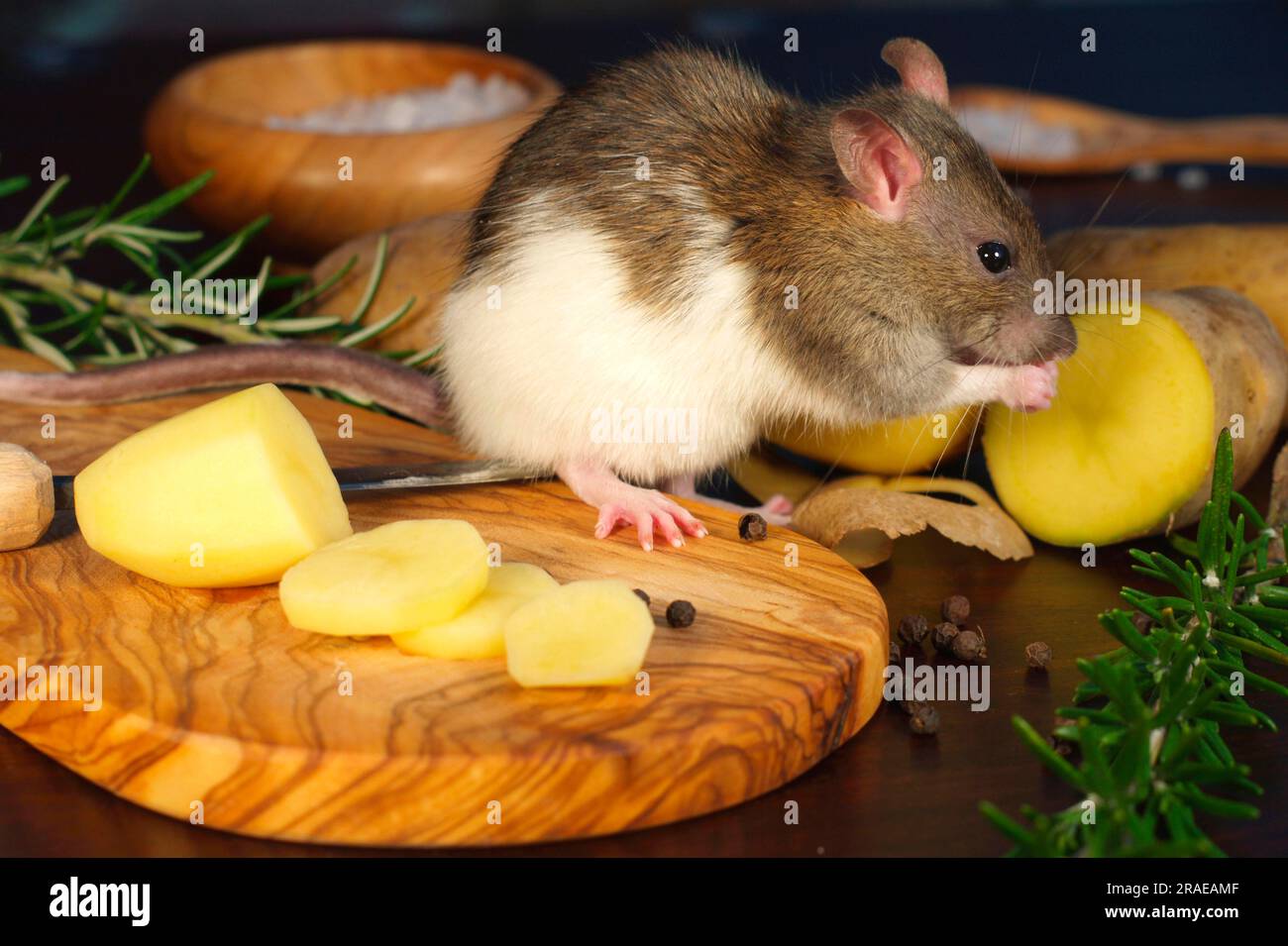 Colour rat eats potato Stock Photo - Alamy