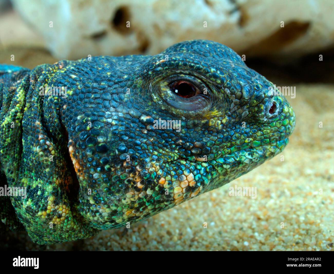 Thorn-tailed dragon (Uromastyx ornata), Agamen Stock Photo - Alamy